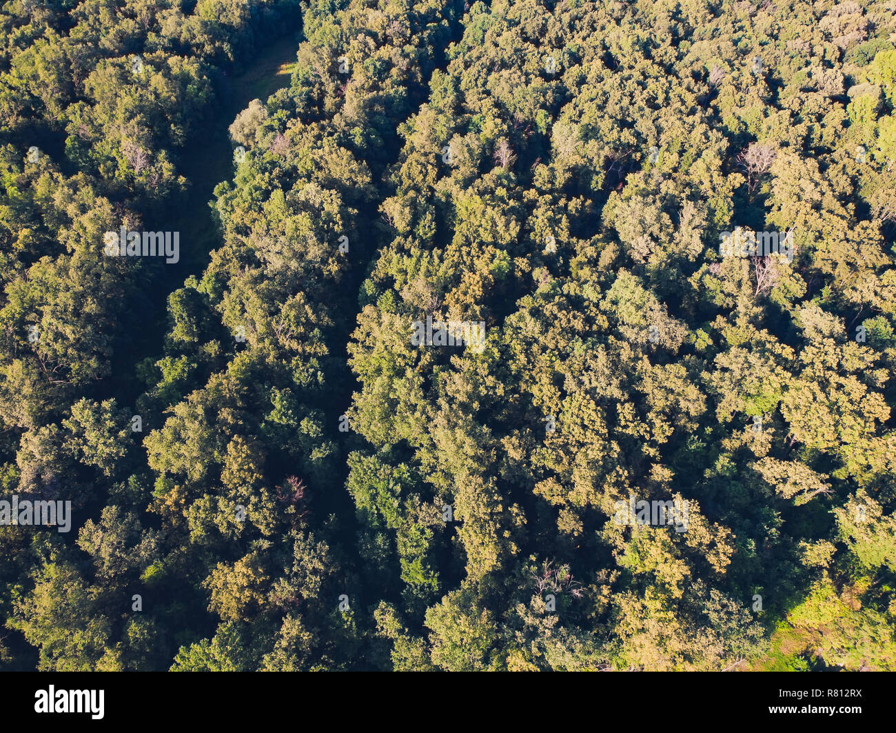 Forest texture hi-res stock photography and images - Alamy