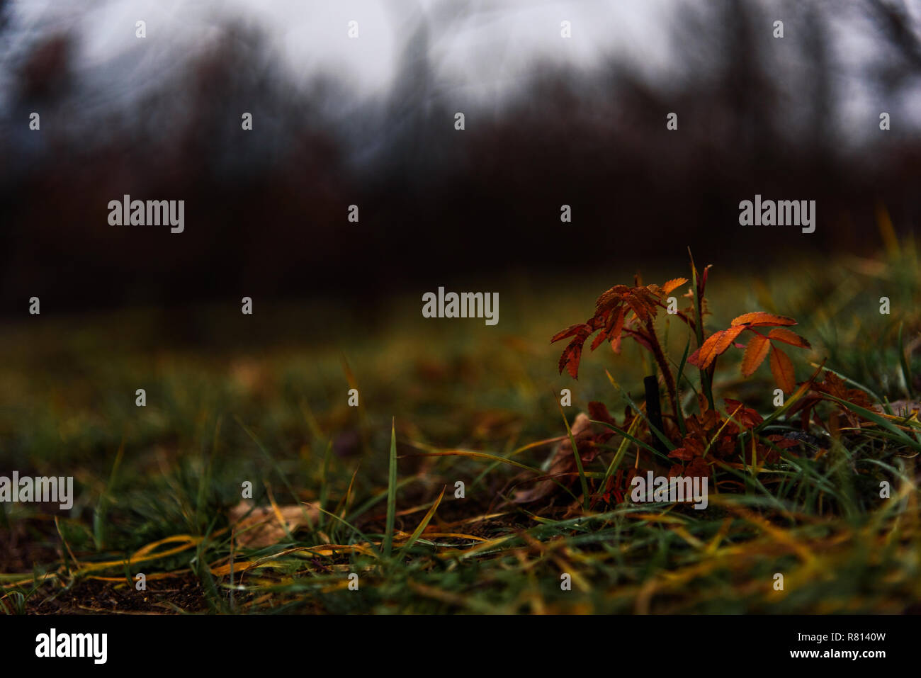 Red maple tree seedling hi-res stock photography and images - Alamy