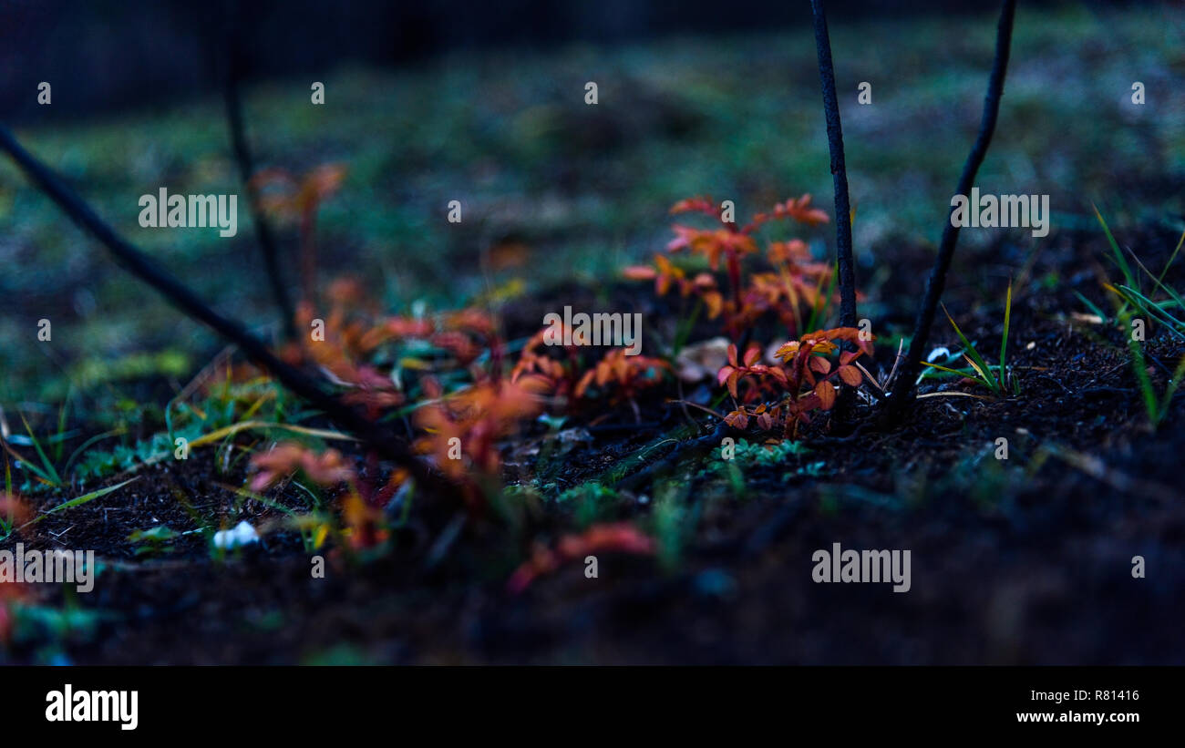 Red maple tree seedling hi-res stock photography and images - Alamy