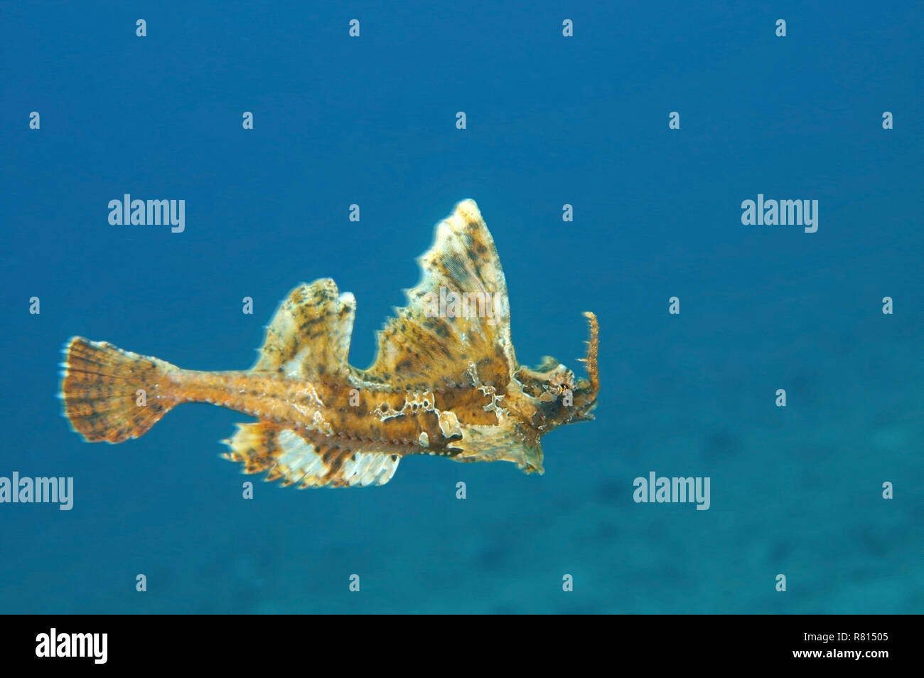 Barbed hunchback poacher (Agonomalus proboscidalis), Japan sea ...