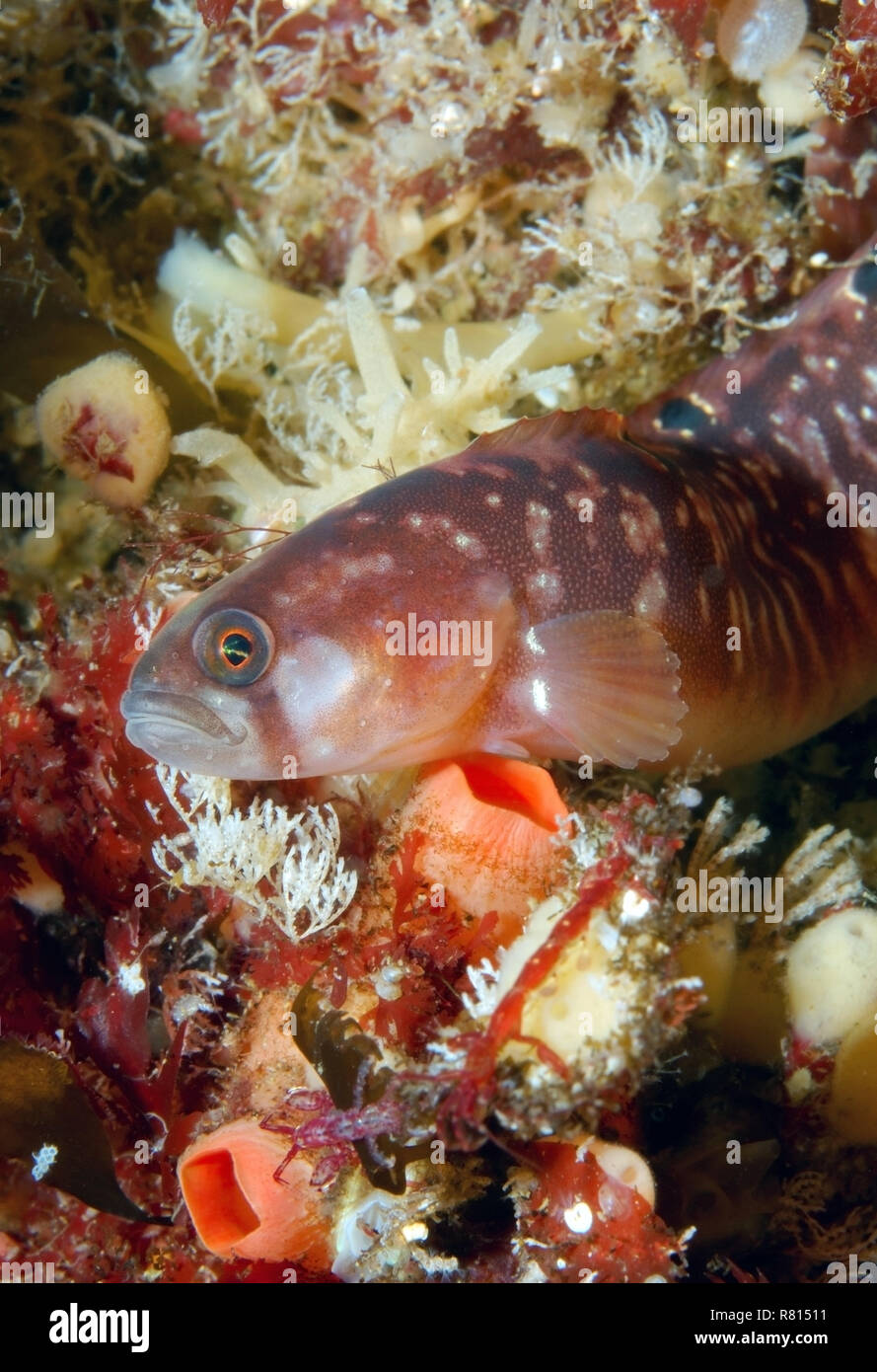 Butterfish hi-res stock photography and images - Alamy