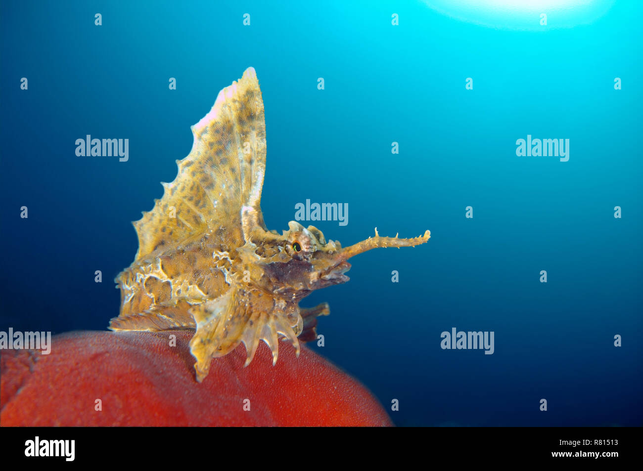 Barbed hunchback poacher (Agonomalus proboseidalis), Japan sea ...