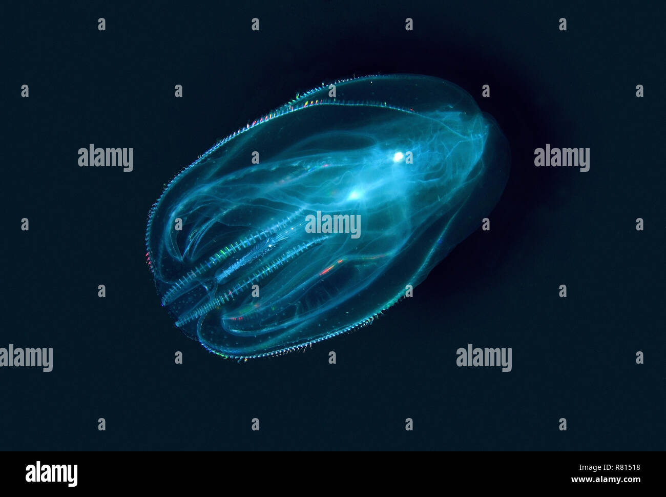 Warty comb jelly hi-res stock photography and images - Alamy