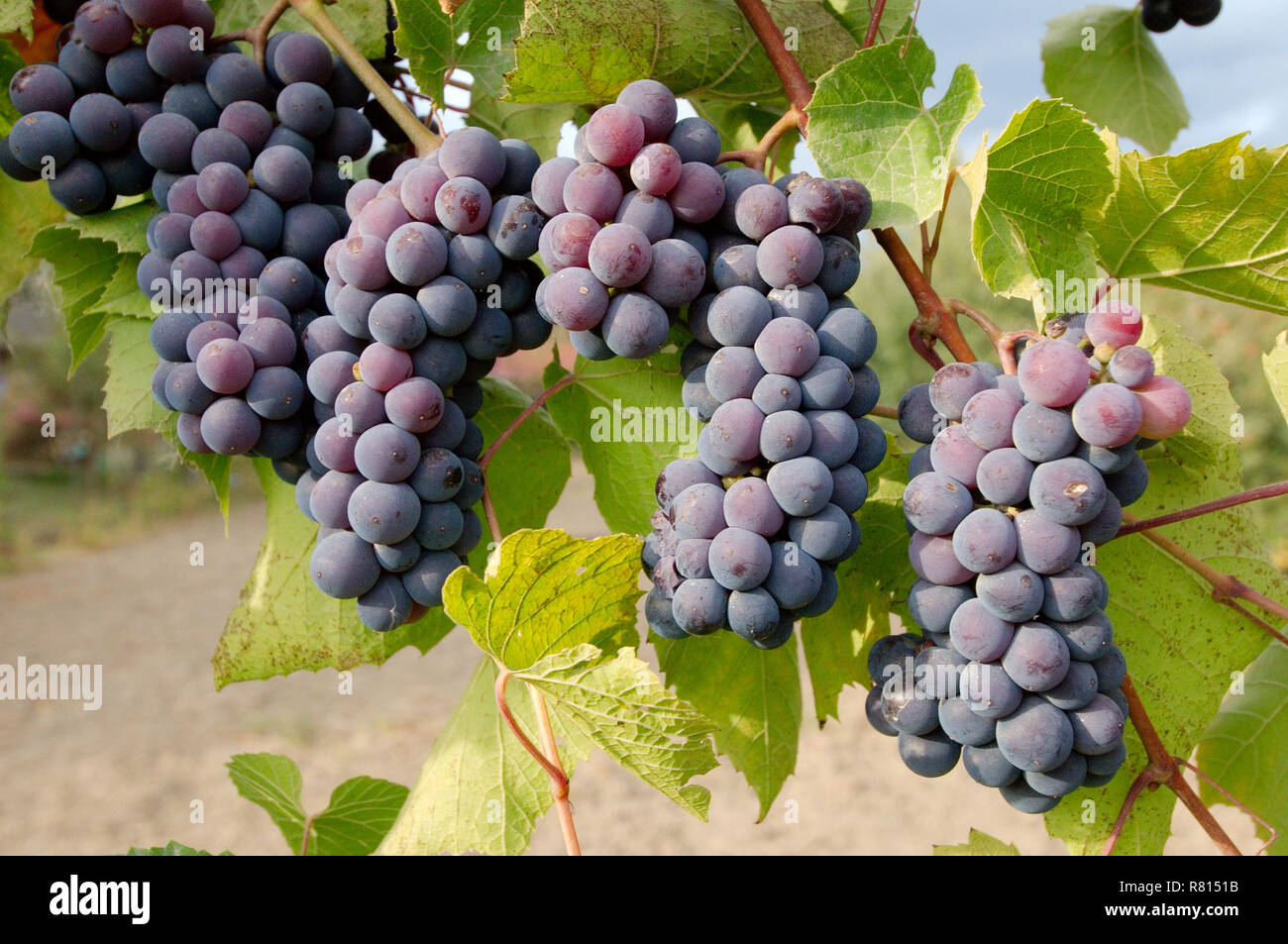 Bunches of grapes, Gura Humorului, Suceava County, Romania Stock Photo ...