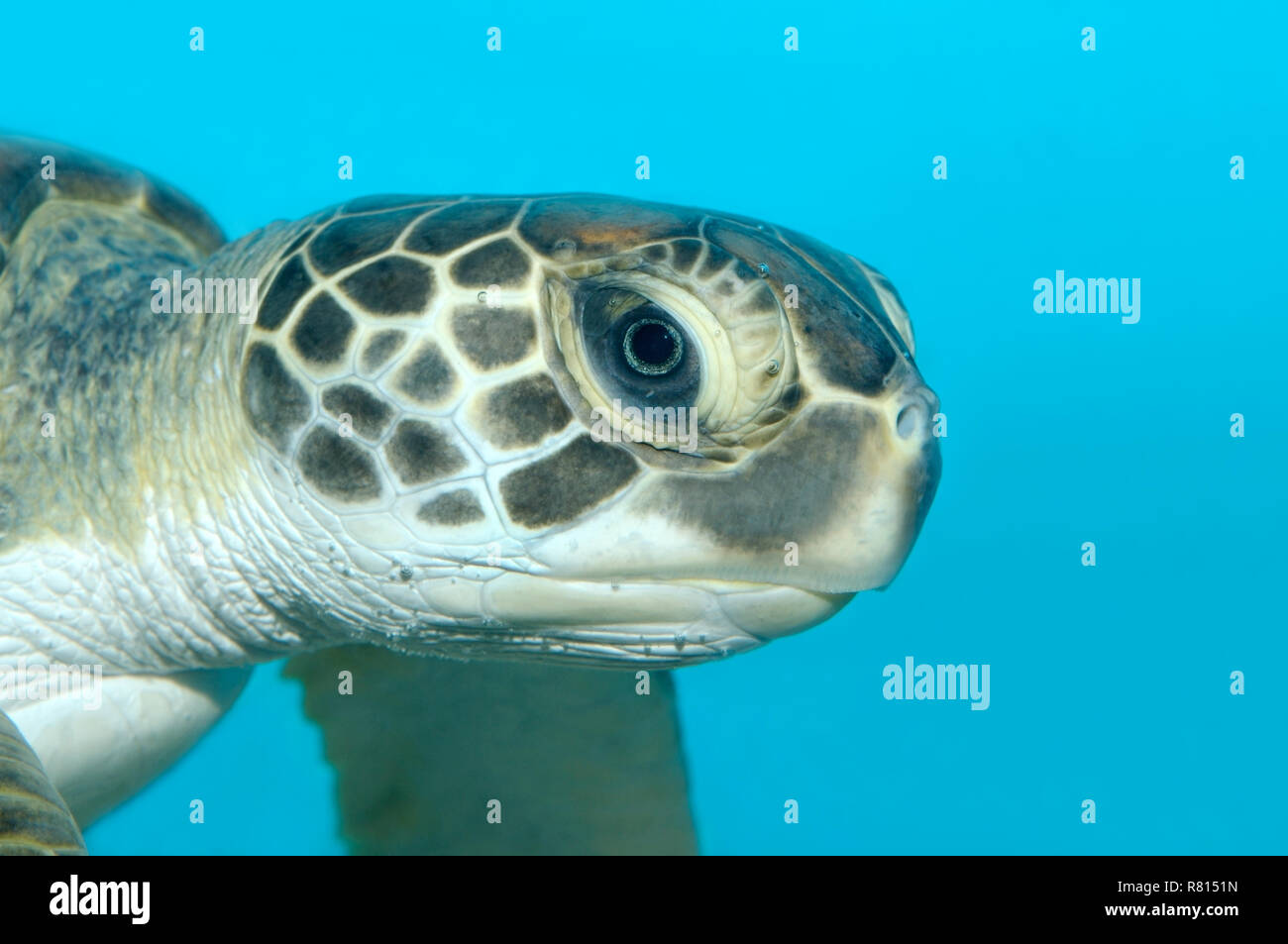 Green Sea Turtle (Chelonia mydas), Red Sea, near Hurghada, Red Sea ...