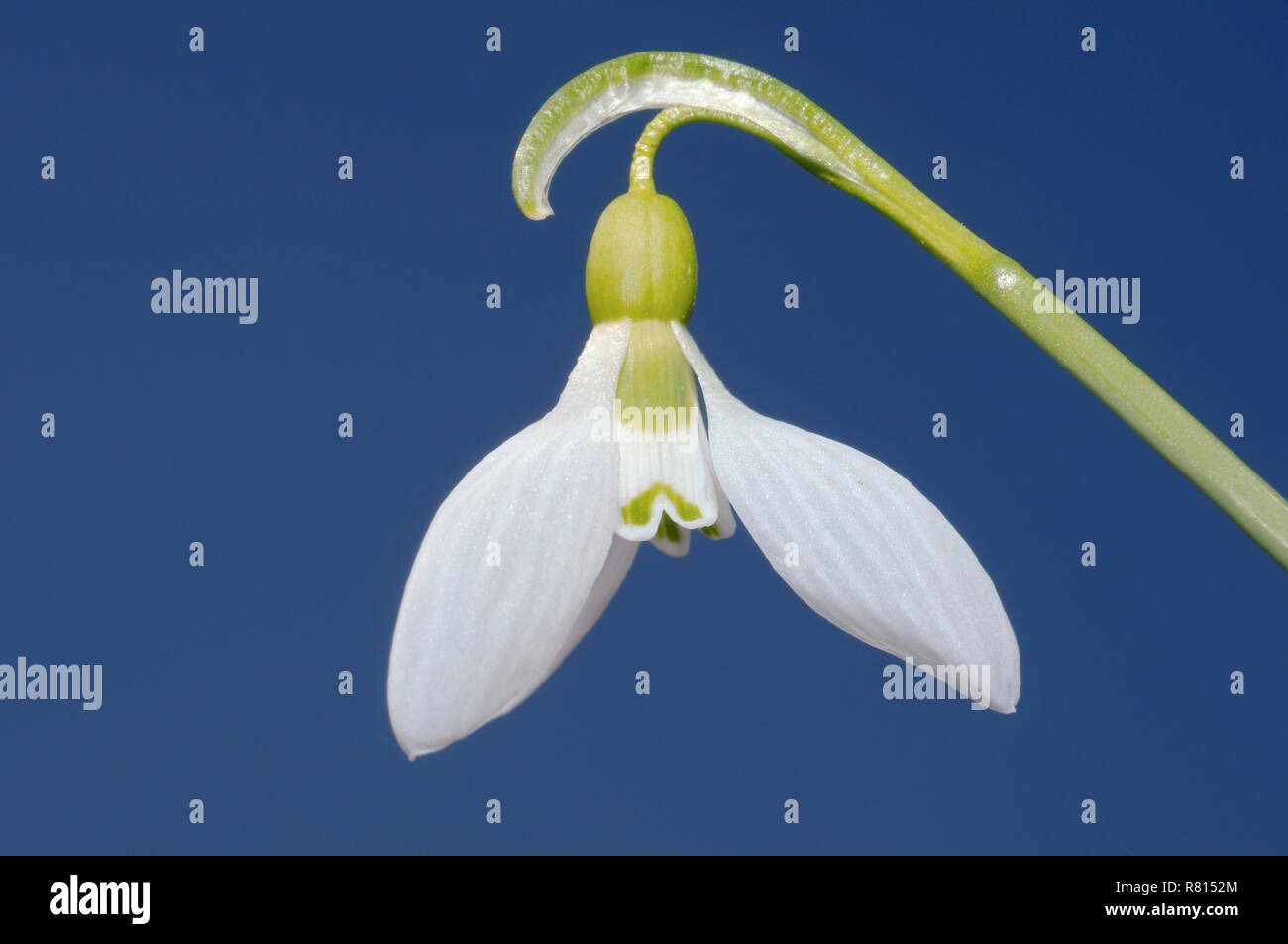Giant Snowdrop (Galanthus elwesii), Odessa Oblast, Ukraine Stock Photo ...