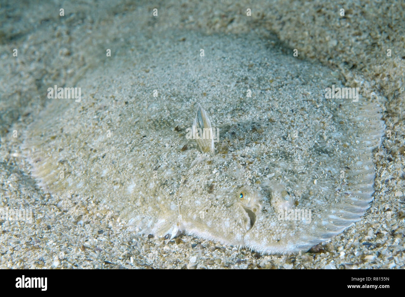Common sole (solea solea) hi-res stock photography and images - Alamy