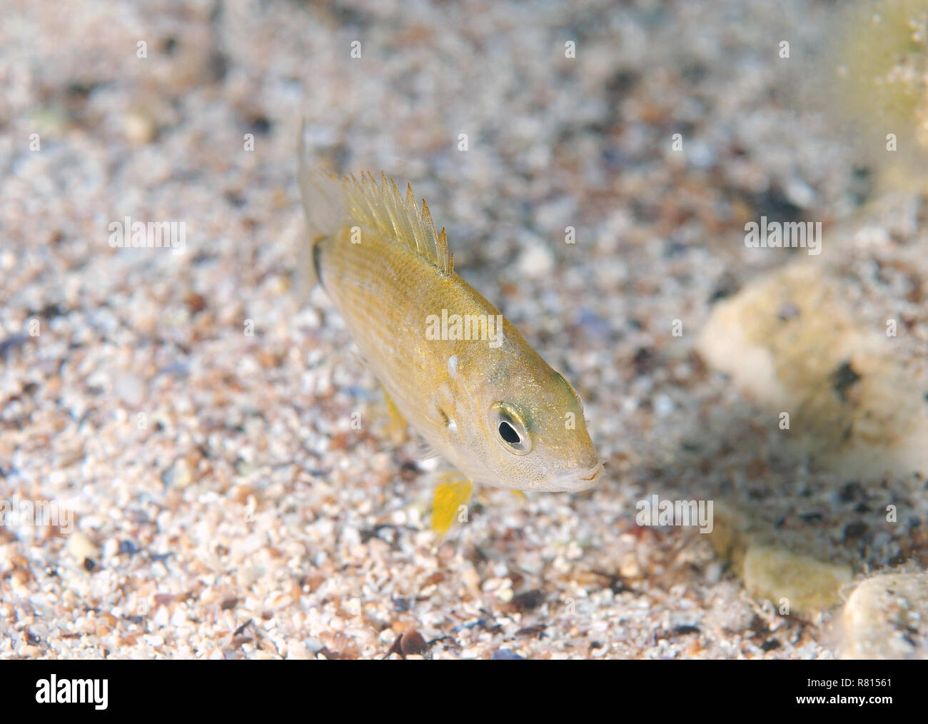 Annular seabream diplodus annularis hi-res stock photography and images ...