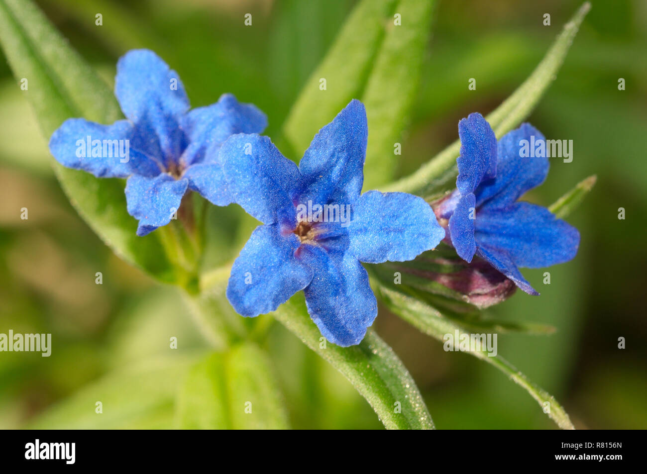 Purple gromwell (lithospermum purpurocaeruleum) hi-res stock ...