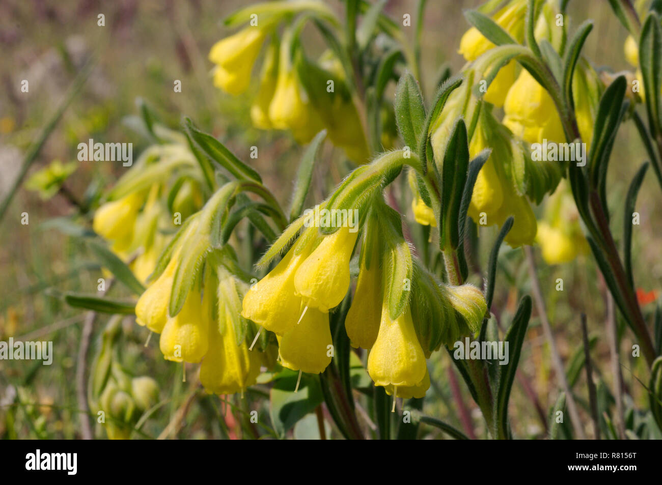 Onosmas hi-res stock photography and images - Alamy