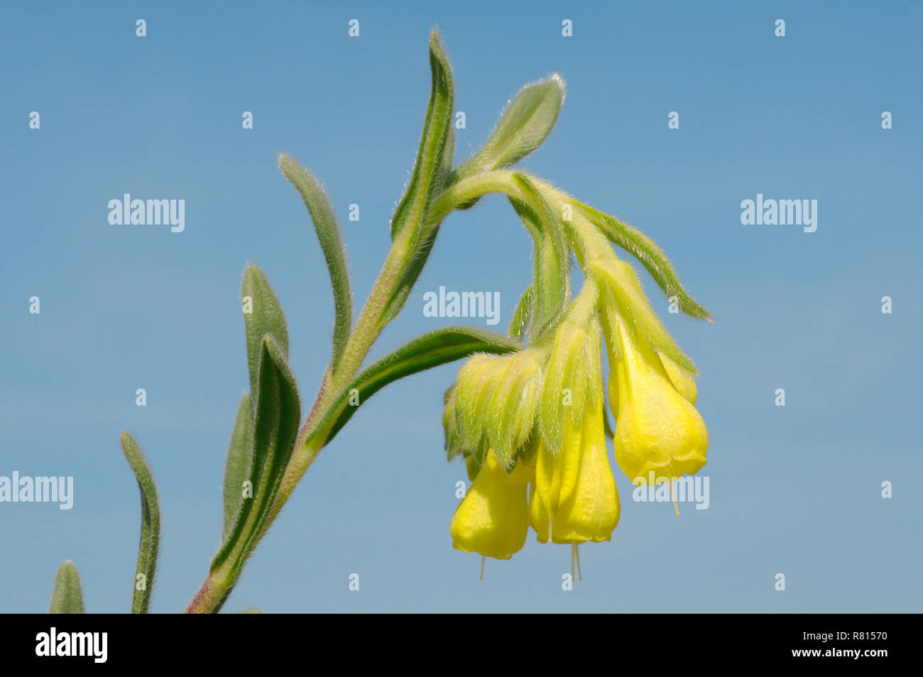 Golden-flowered Onosma (Onosma taurica), Crimea, Ukraine Stock Photo ...