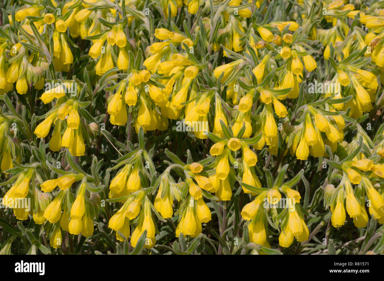 Golden-flowered Onosma (Onosma taurica), Crimea, Ukraine Stock Photo ...