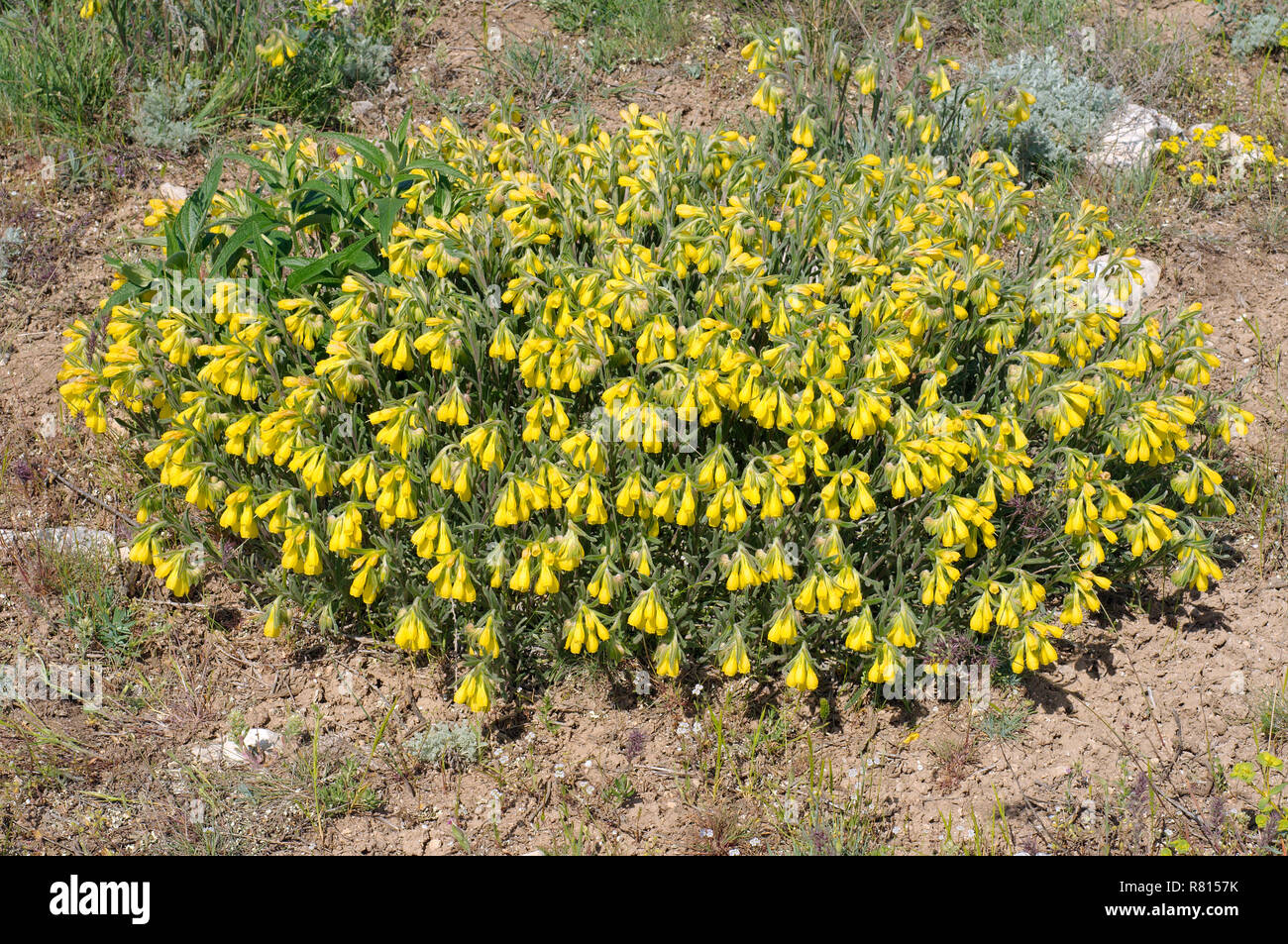 Golden-flowered Onosma (Onosma taurica), Crimea, Ukraine Stock Photo ...