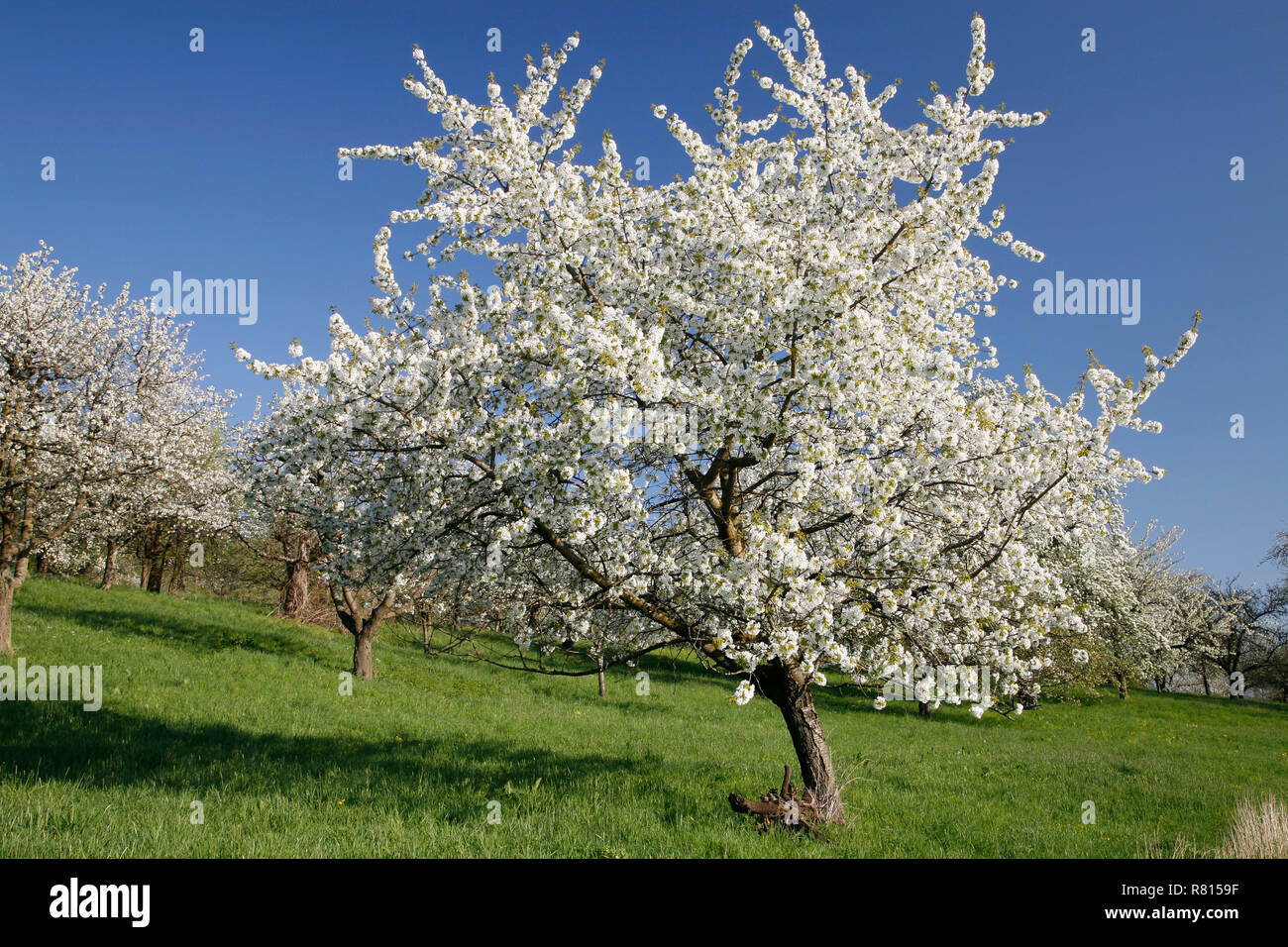 Flowering Cherry trees (Prunus) on meadow orchard, Swabian Alb, Germany ...