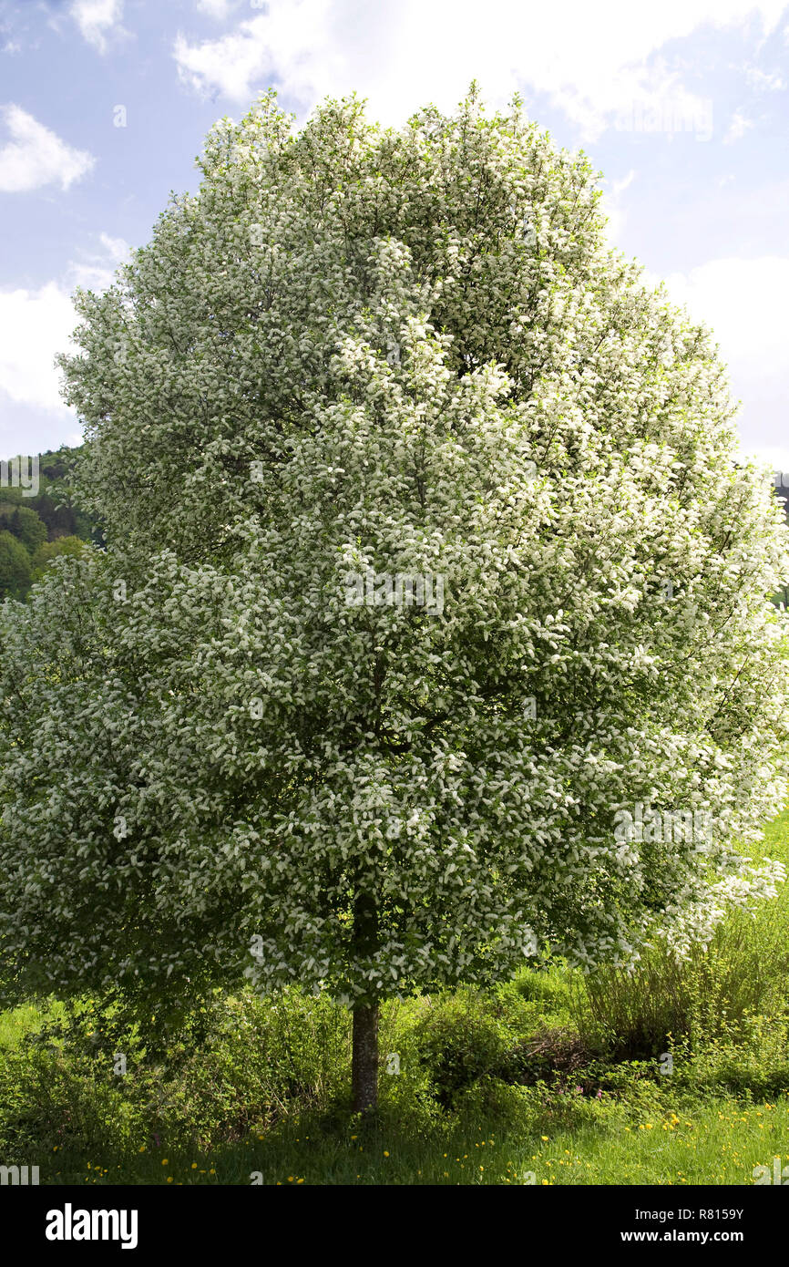 White flowering grape cherry (Prunus padus), tree, Swabian Alb, Germany ...