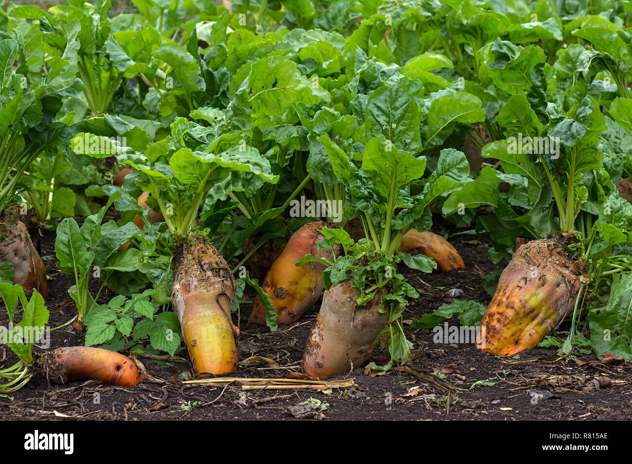 Sugar field hi-res stock photography and images - Alamy