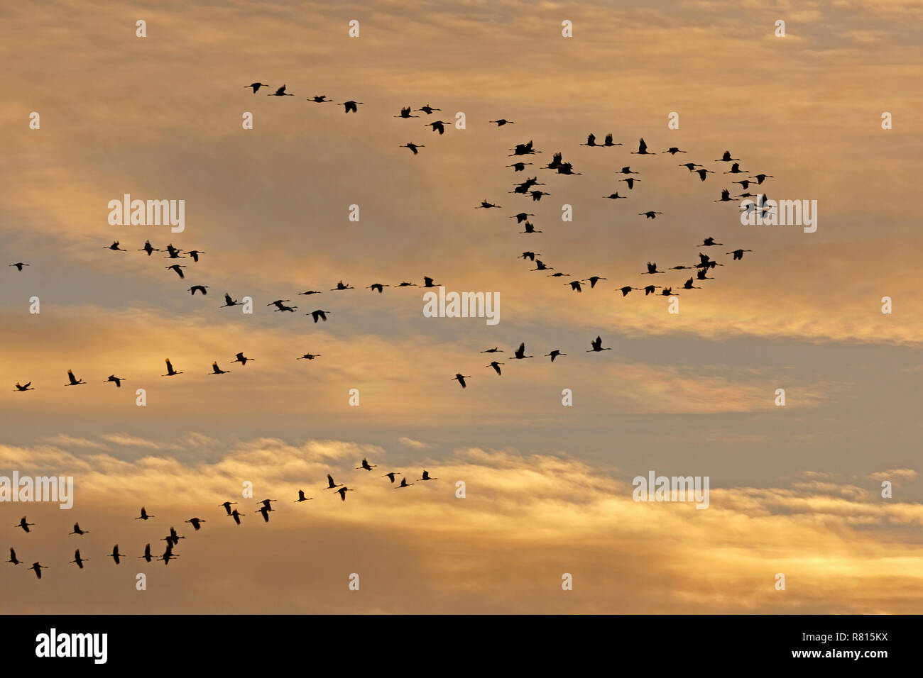 Swarm of flies hi-res stock photography and images - Alamy