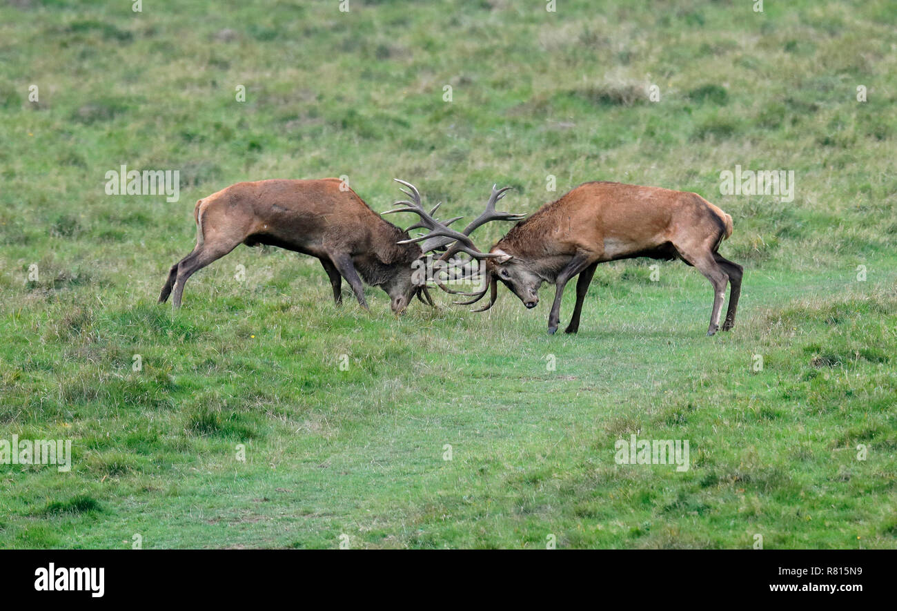 Mating season rivalry hi-res stock photography and images - Alamy
