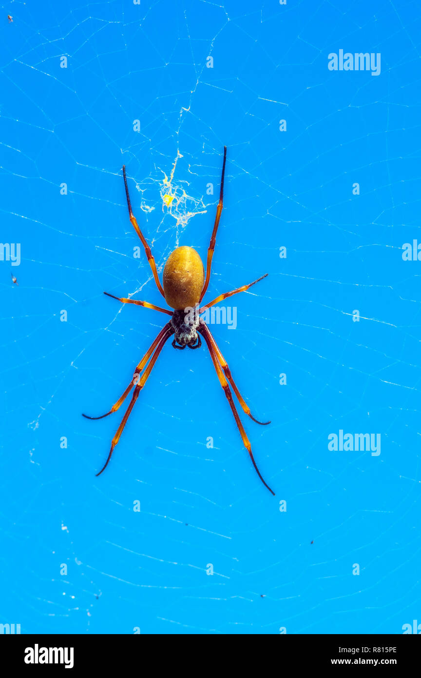 Mystery island hi-res stock photography and images - Alamy