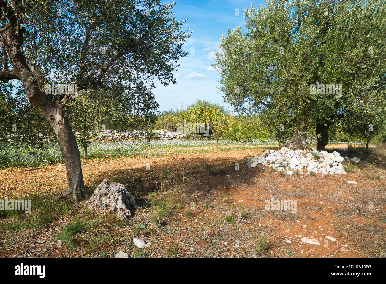 Olive trees with stone walls in Apulia land Stock Photo - Alamy