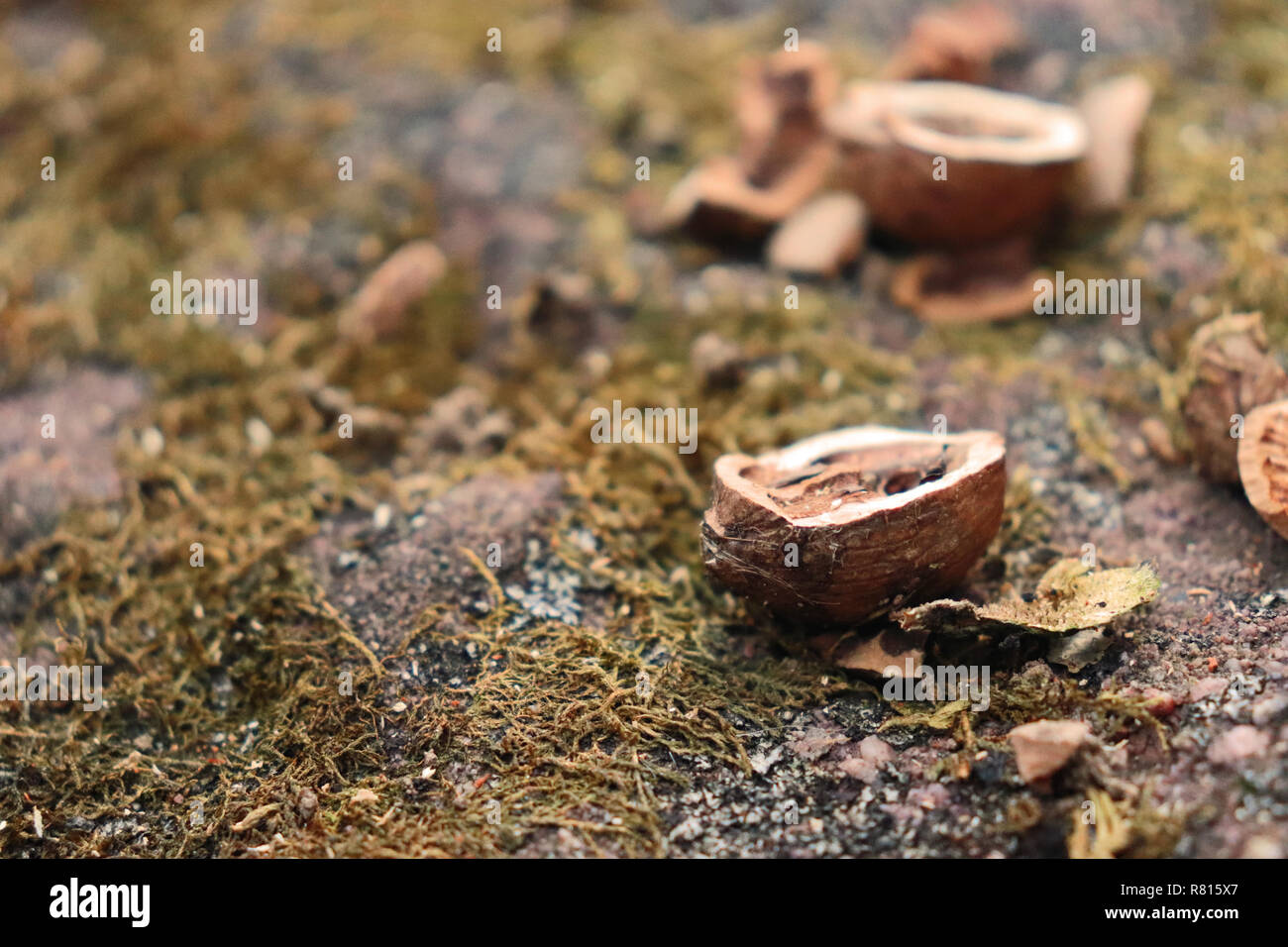 Two cracked nuts hi-res stock photography and images - Alamy