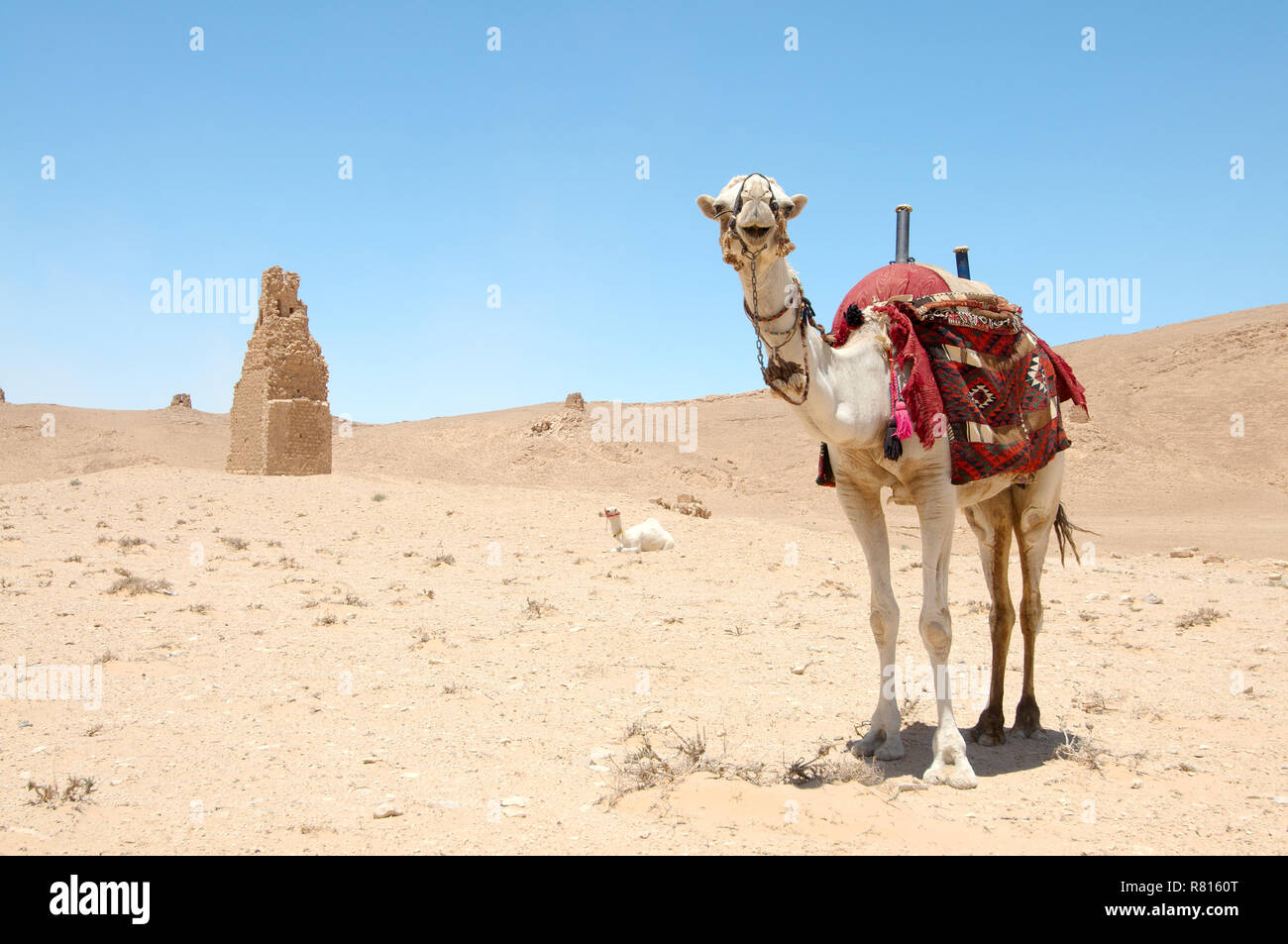 Camel (Camelus dromedarius) near Tower tomb, Tadmur, Syria Stock Photo ...