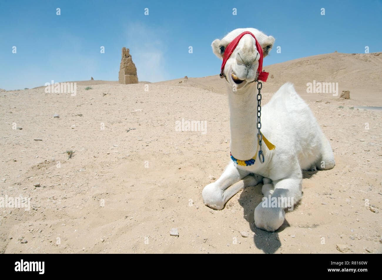 Young white camel (Camelus dromedarius) lying in the sand near Tower ...