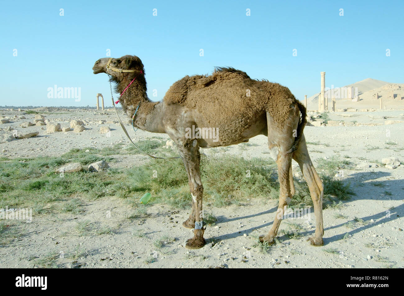 Camel (Camelus dromedarius) at the ancient city of Palmyra, Tadmur ...