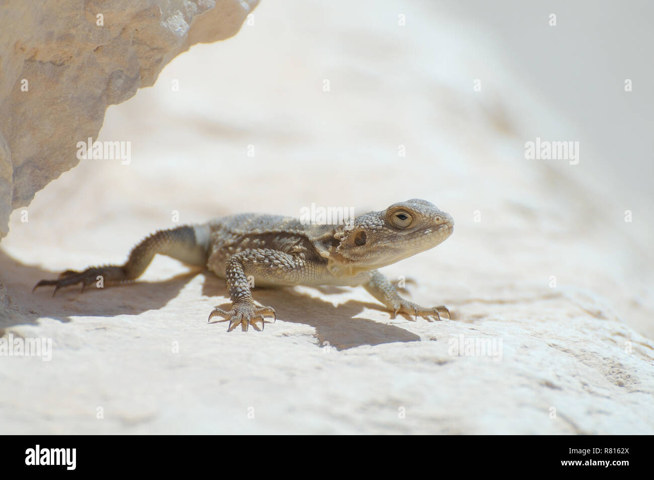 Egyptian mastigure, Leptiens mastigure or Egyptian dab lizard ...