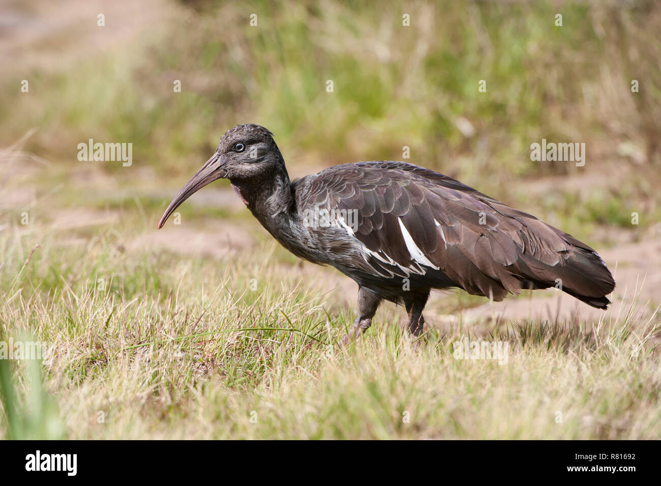 Wattled Ibis (Bostrychia carunculata), Simien Mountains National Park ...