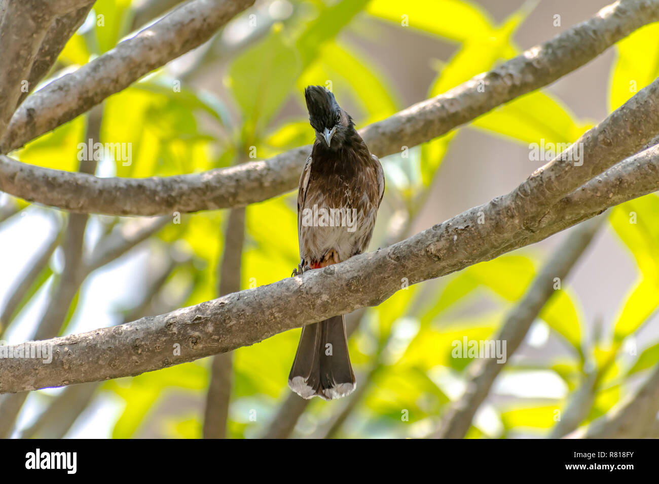 Red-vented Bulbul [Pycnonotus cafer] Stock Photo - Alamy