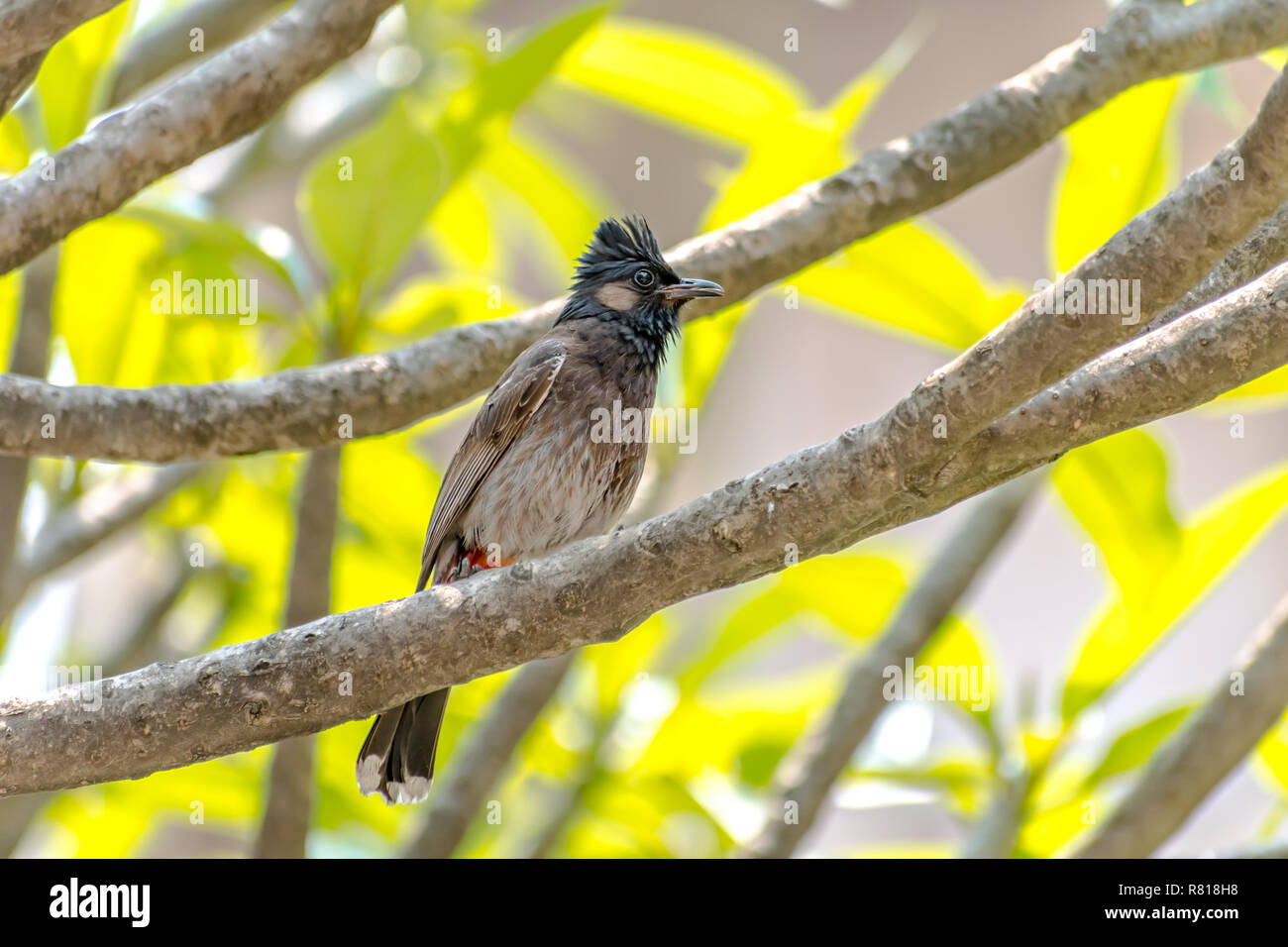 Red-vented Bulbul [Pycnonotus cafer] Stock Photo - Alamy