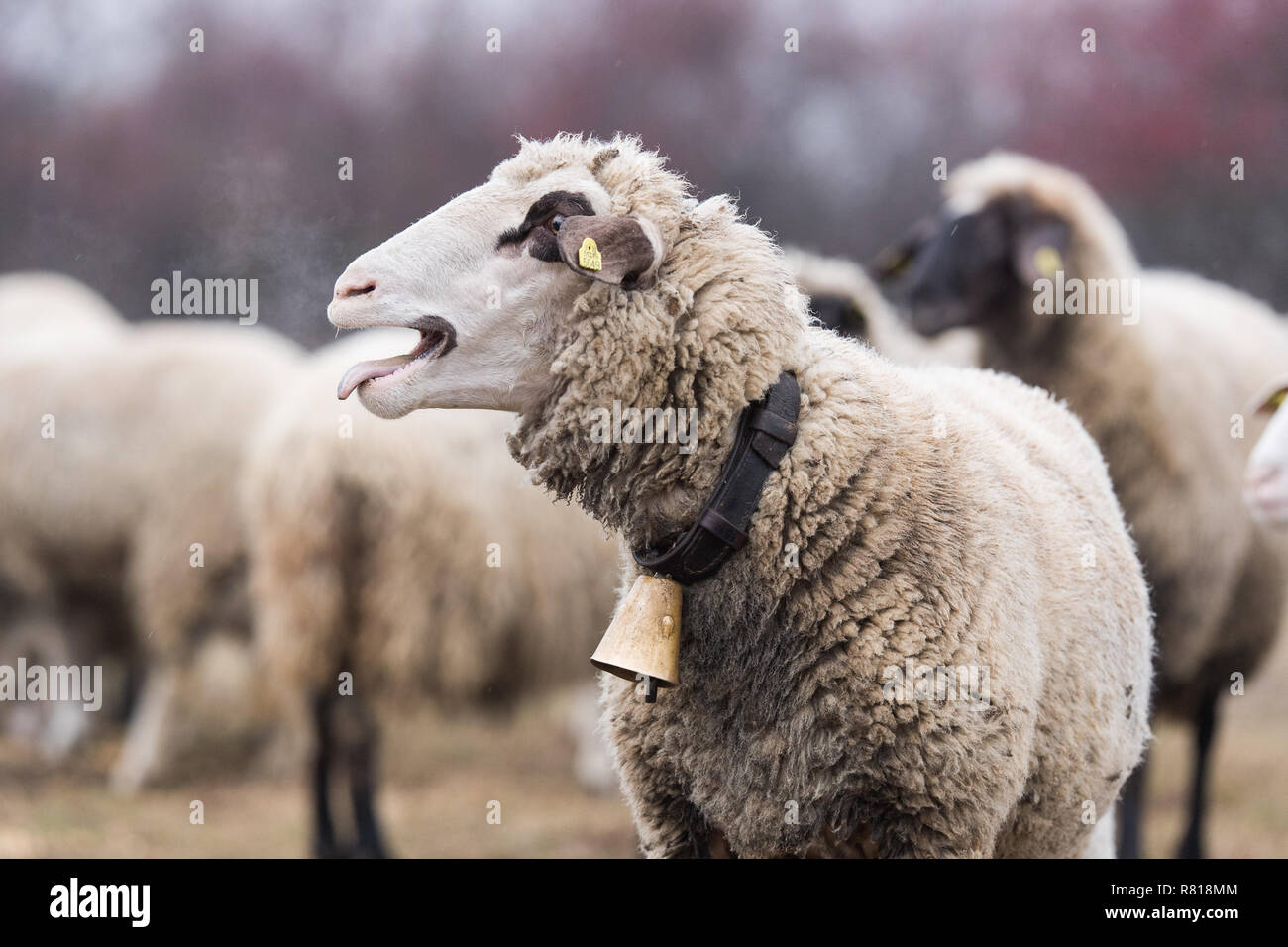 Bautiful white sheep with bell round her neck Stock Photo - Alamy