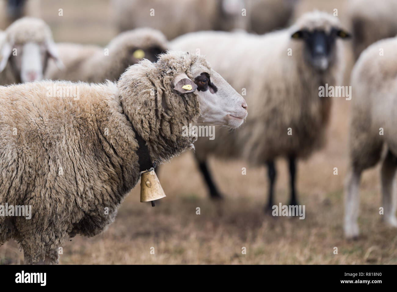 Bautiful white sheep with bell round her neck Stock Photo - Alamy