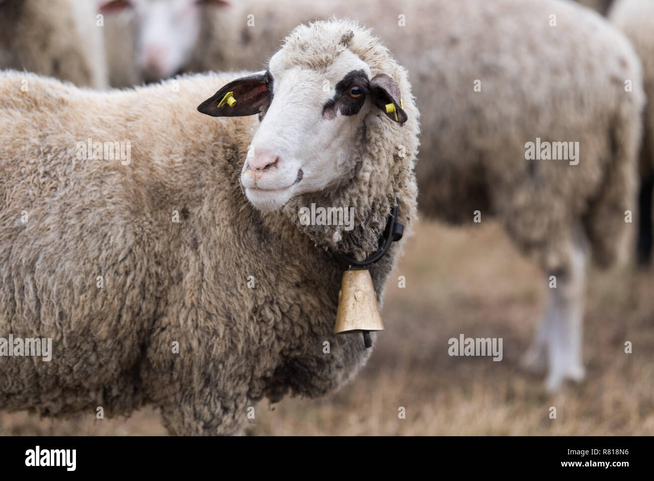 Bautiful white sheep with bell round her neck Stock Photo - Alamy