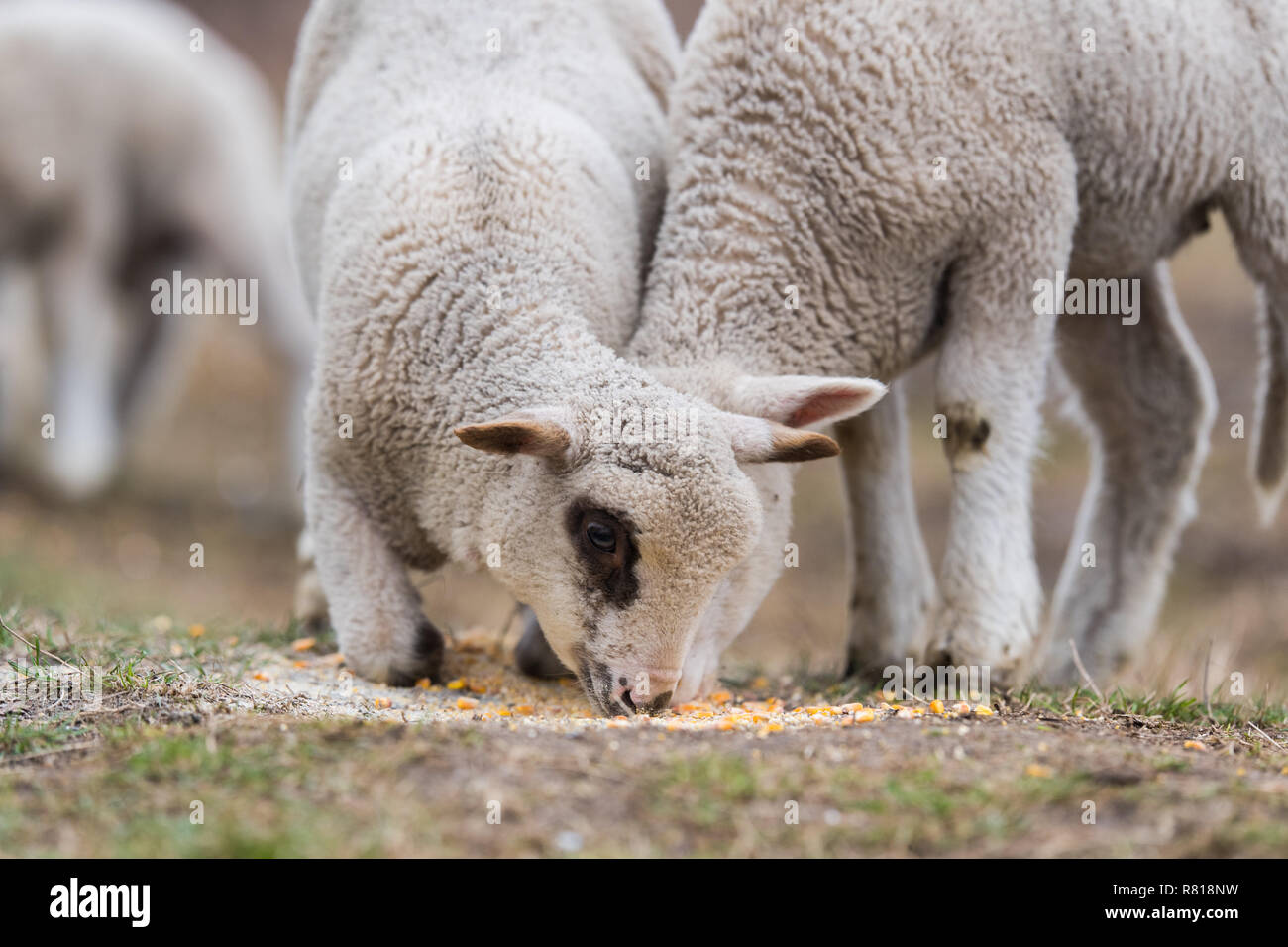 Beautiful sheep hi-res stock photography and images - Alamy