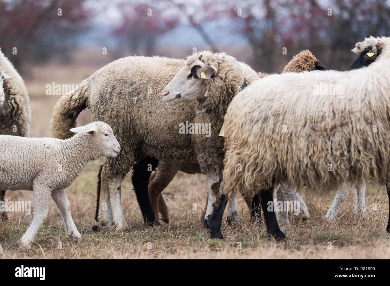Herd of beautiful sheep on pasture Stock Photo - Alamy