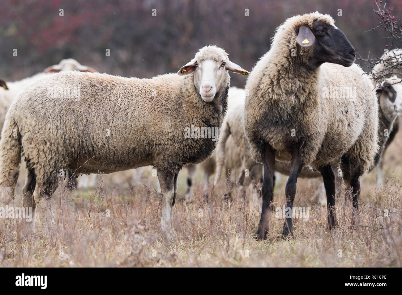 Beautiful sheep hi-res stock photography and images - Alamy