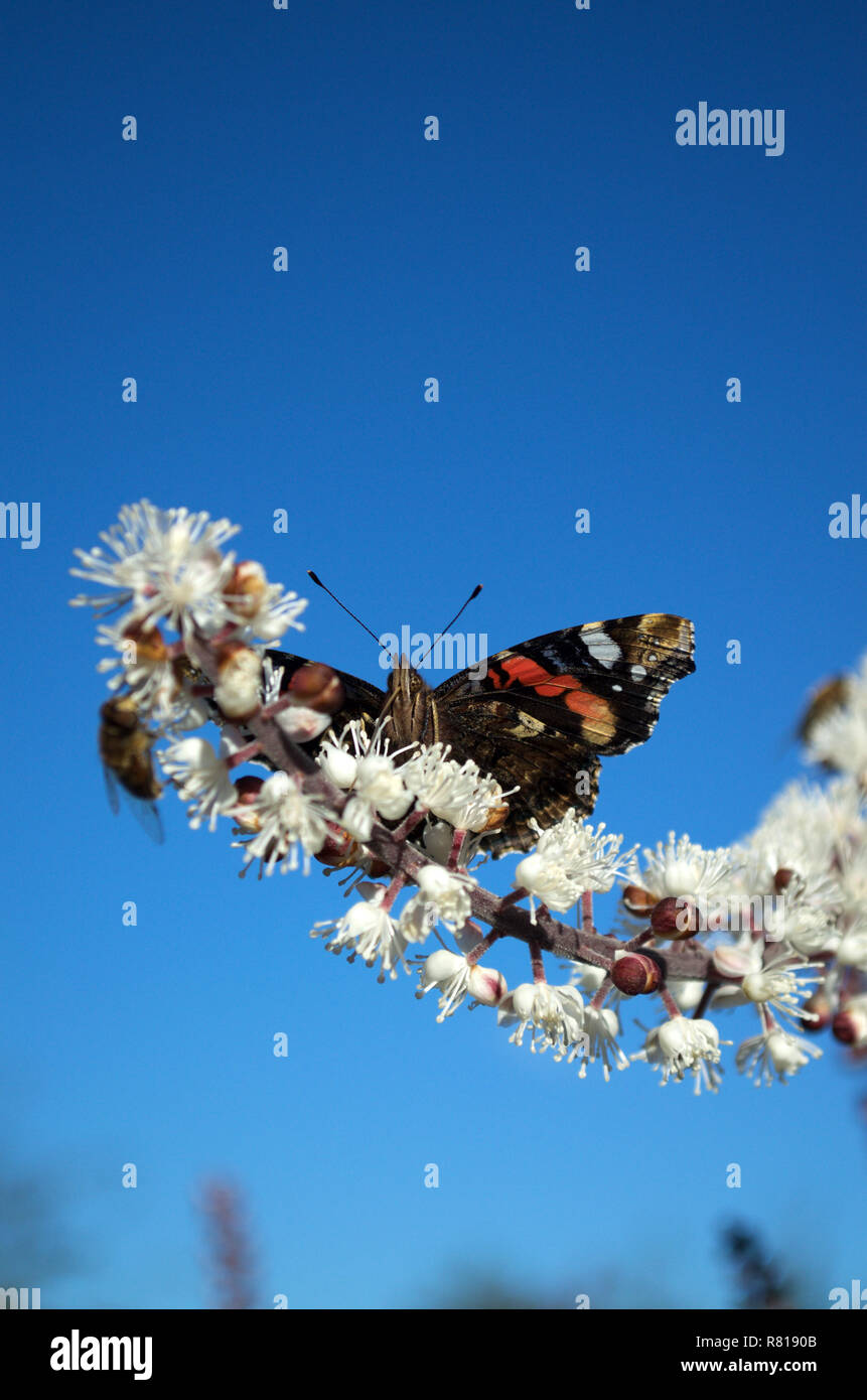 red admiral butterfly on actea flowers Stock Photo - Alamy