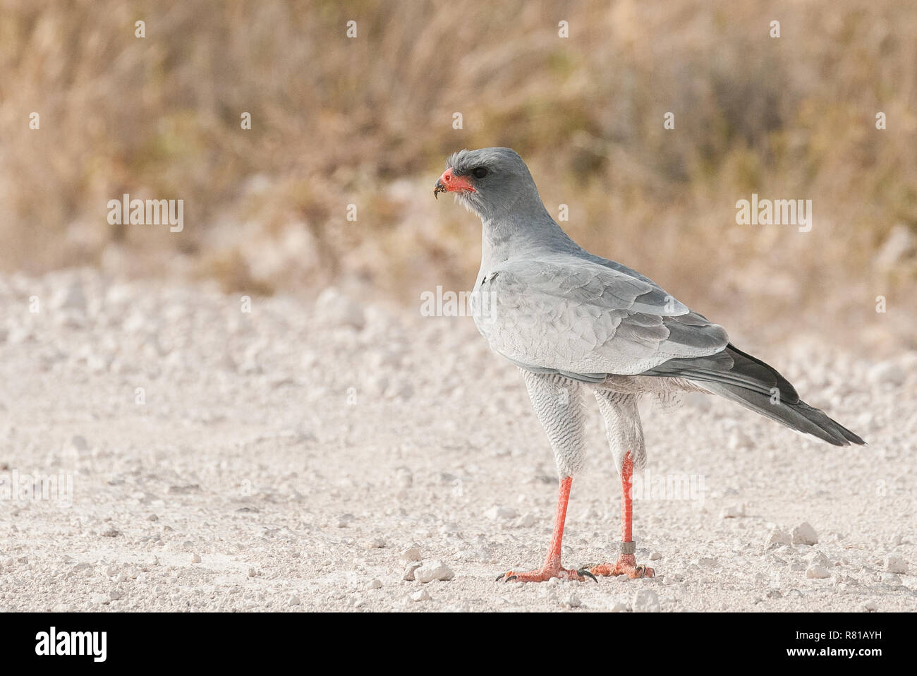 Chanting goshawk hi-res stock photography and images - Alamy