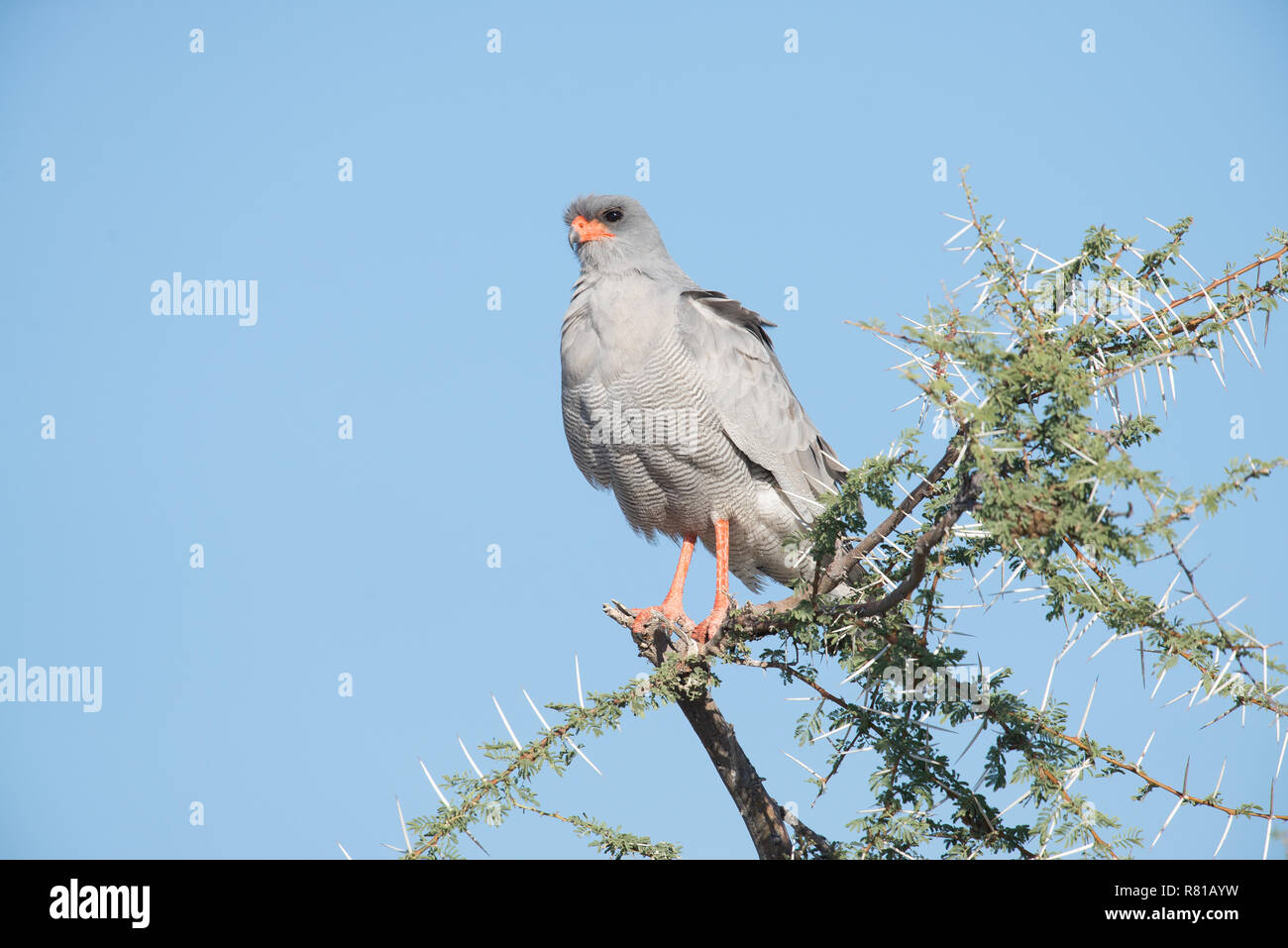 Pale chanting Goshawk Stock Photo - Alamy