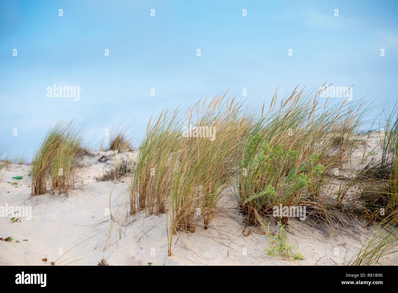 Grass that grows by the ocean hi-res stock photography and images - Alamy