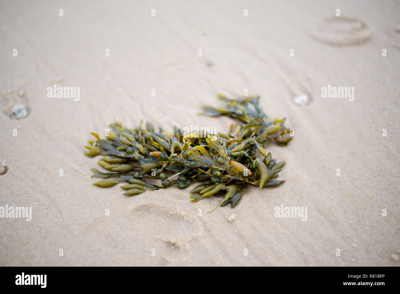 Algae on the beach hi-res stock photography and images - Alamy