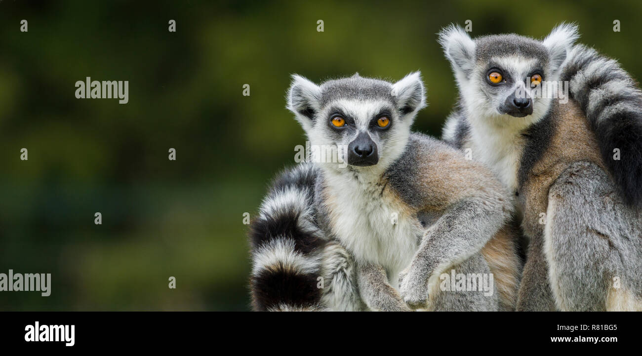 Tail ring tailed lemurs hi-res stock photography and images - Alamy