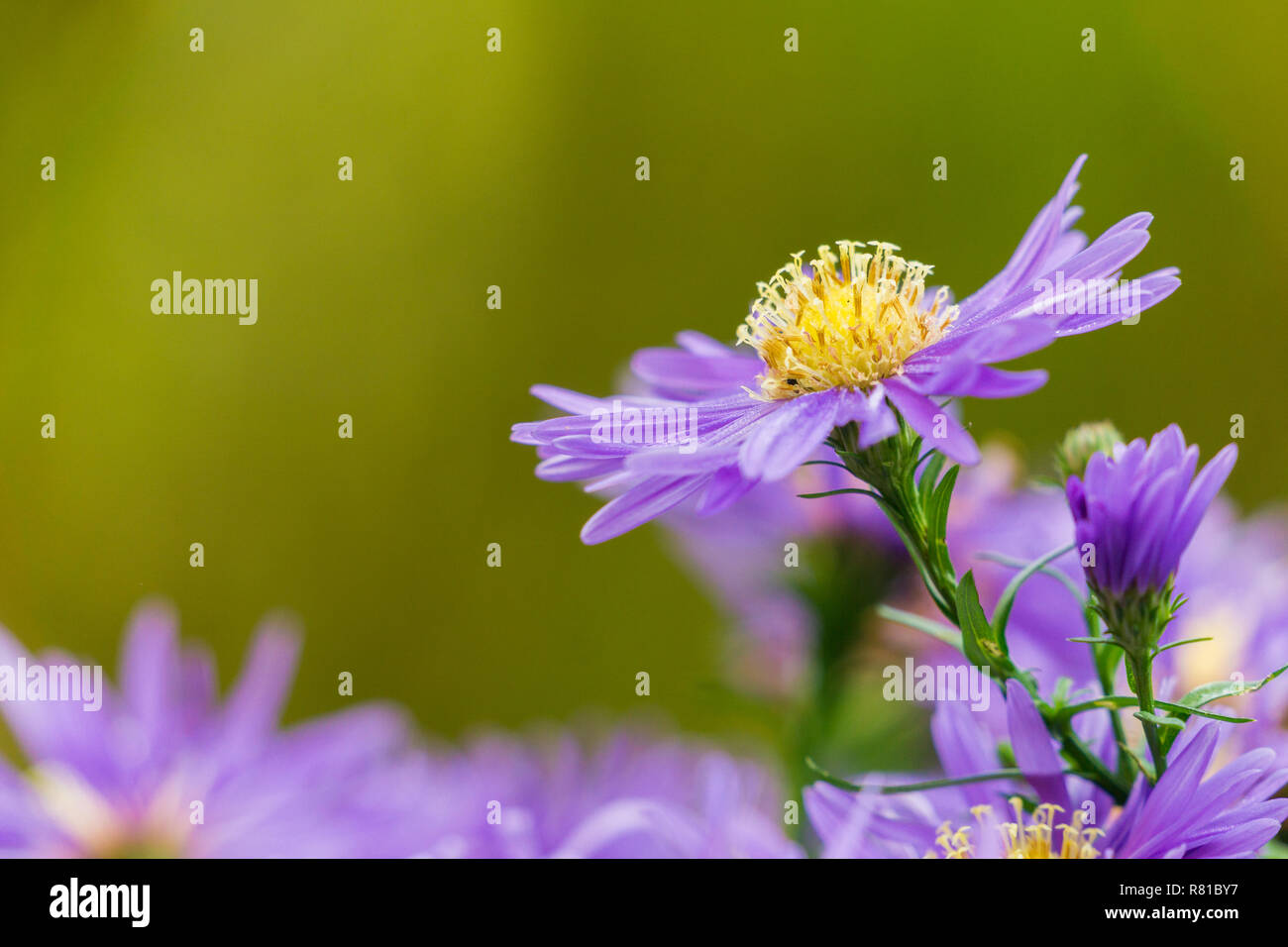 Close-up of beautiful flowering Aster Flowers in the Morning Light ...
