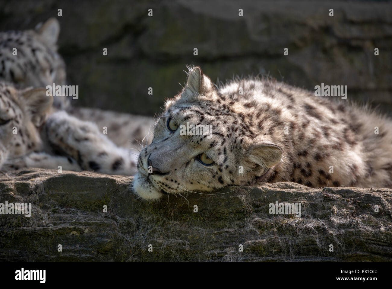 White spots on head hi-res stock photography and images - Alamy