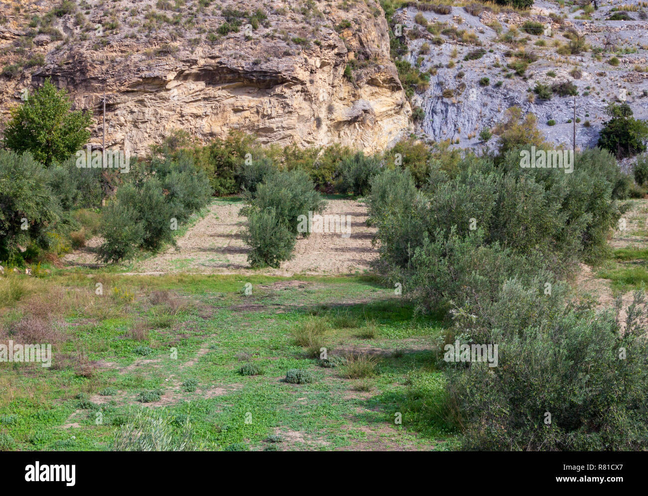 Olea europaea, Olive Grove, Spain Stock Photo - Alamy
