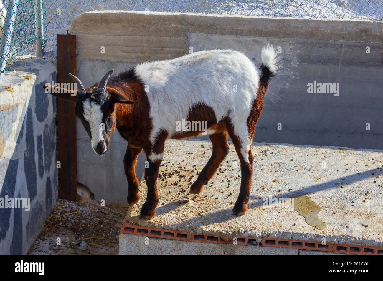 Domestic Goat Capra Hircus Male High Resolution Stock Photography and ...