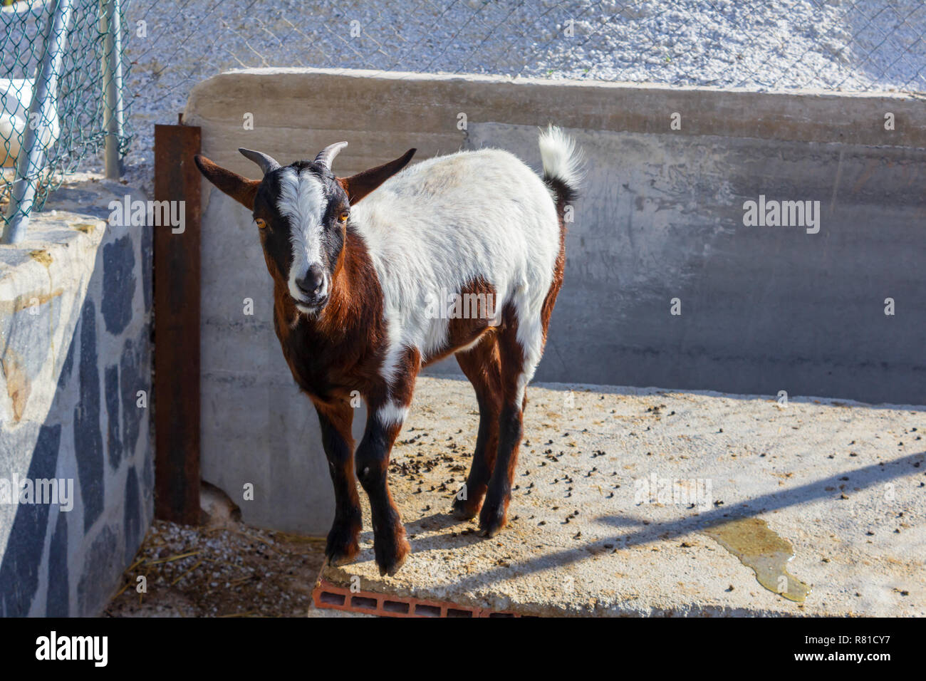 Domestic Goat Capra Hircus Male High Resolution Stock Photography and ...