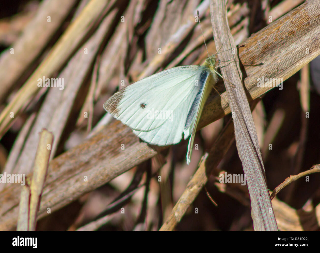 European cabbage white hi-res stock photography and images - Alamy